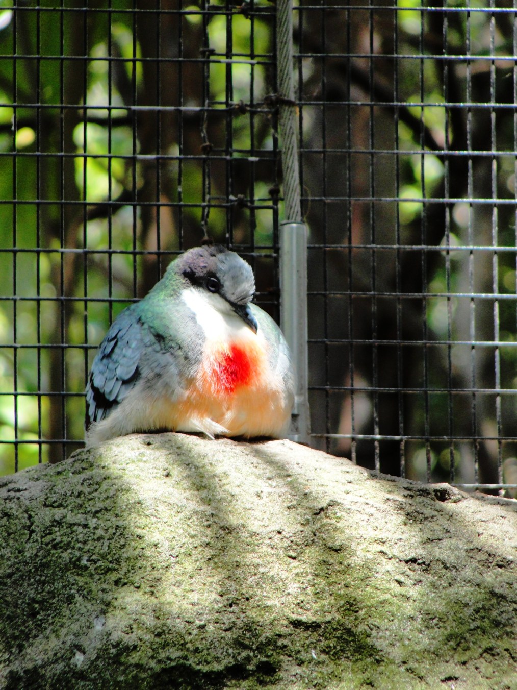 Taronga Zoo Birds | Braman's Wanderings