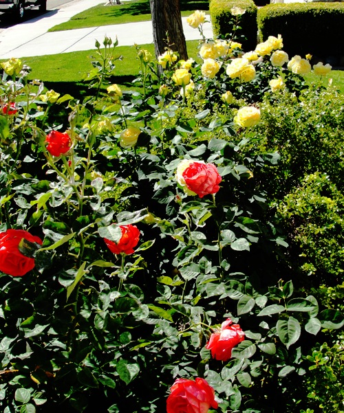 April Flowers | Braman's Wanderings