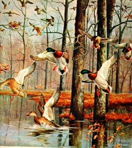 Duck Art | Braman's Wanderings
