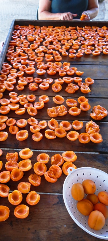 Drying Apricots | Braman's Wanderings