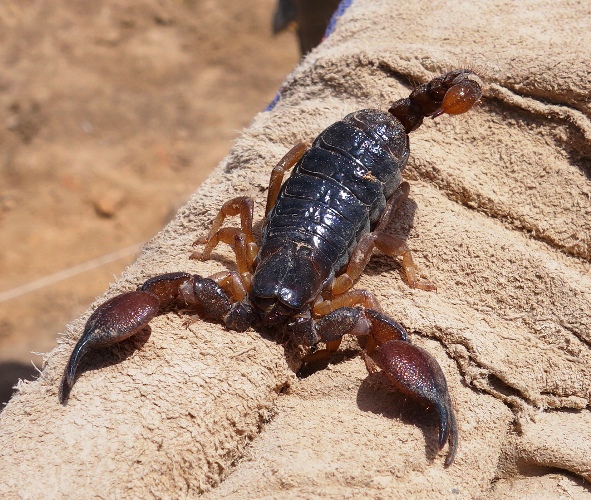 Scorpion at the Dig | Braman's Wanderings