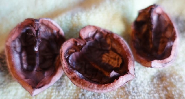 Three Segment Walnut | Braman's Wanderings