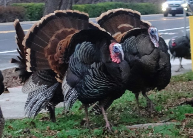 Turkeys around the Office | Braman's Wanderings