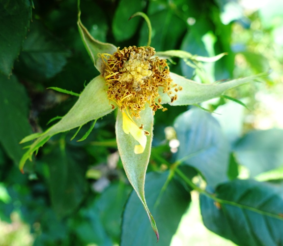 Daily Yard Check | Braman's Wanderings