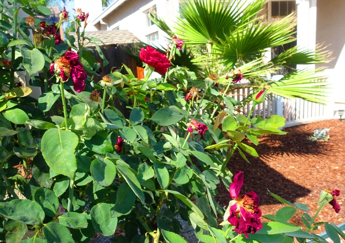 Before and After Clean Up | Braman's Wanderings