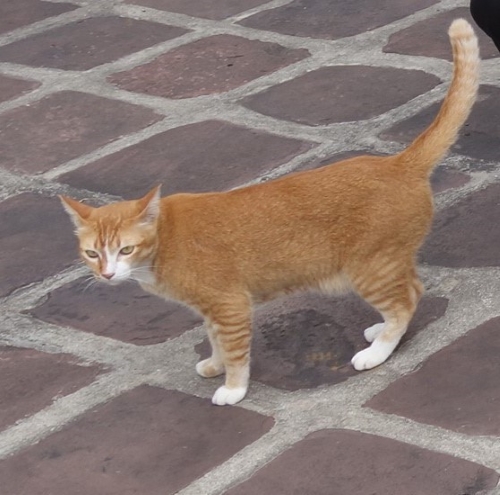 Siamese Cats? | Braman's Wanderings